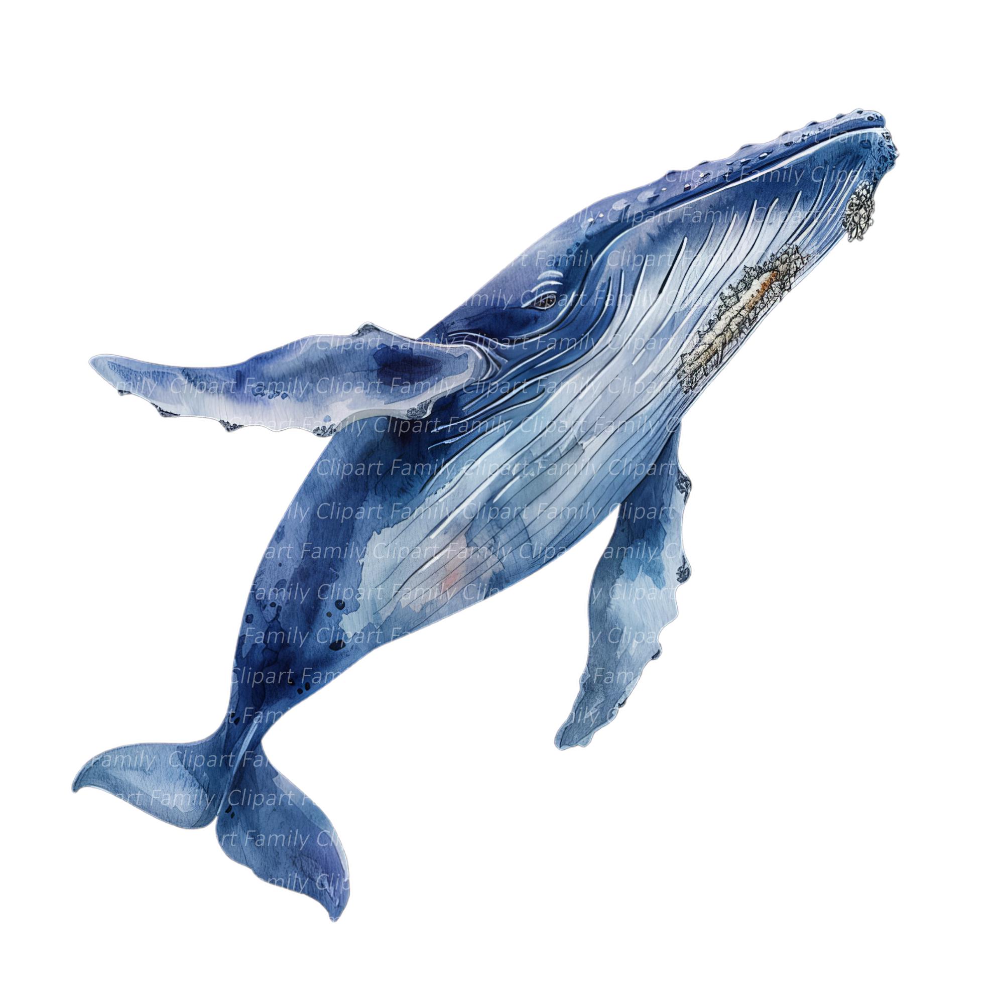 10 Whale Clipart, Blue Whale Poster, Printable Watercolor Clipart, High ...