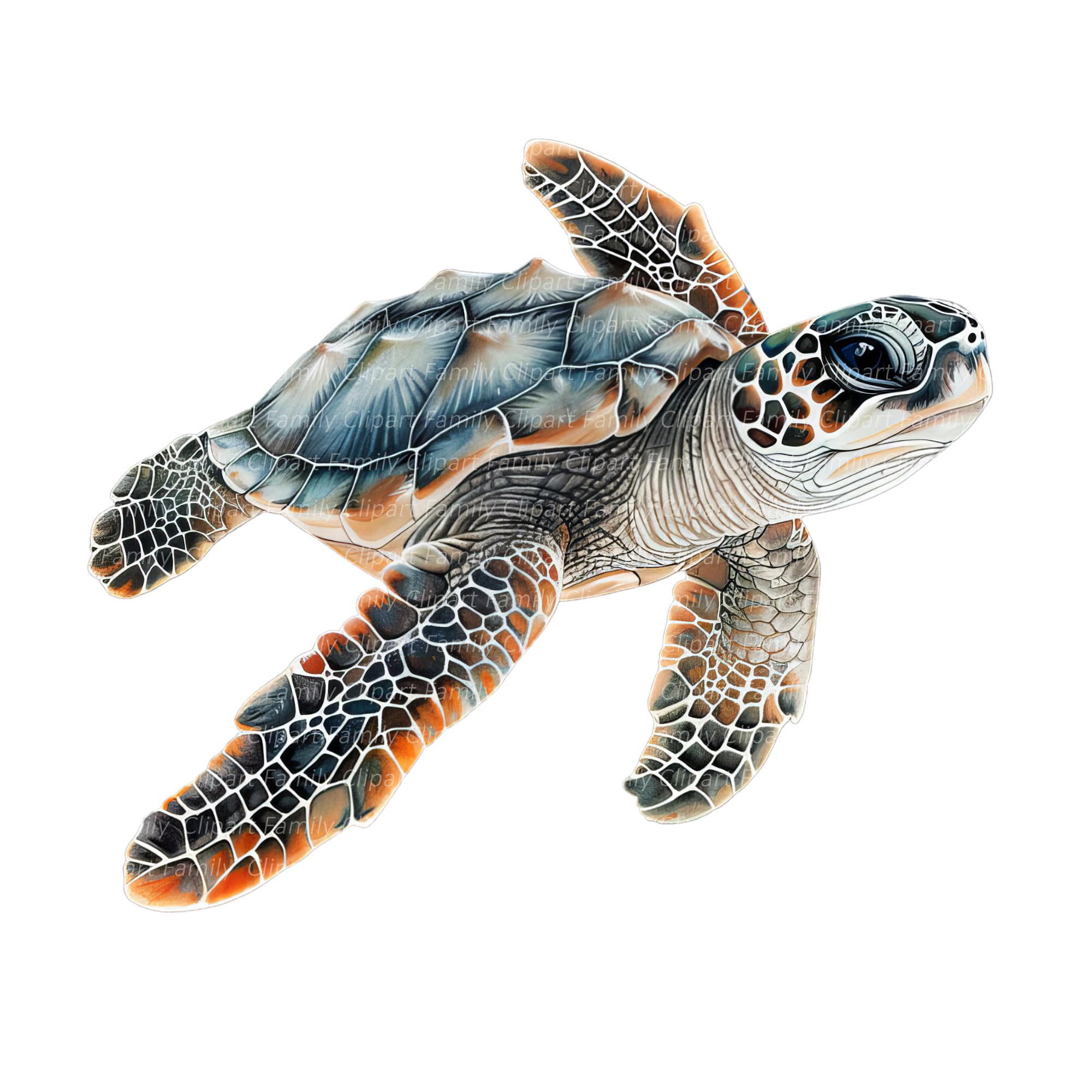 Sea Turtle Clipart, PNG Bundle, Colorful Turtle, Printable Watercolor ...