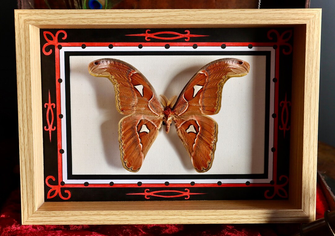 Real Entomological Frame Male Attacus Atlas Butterfly Illustrated in ...
