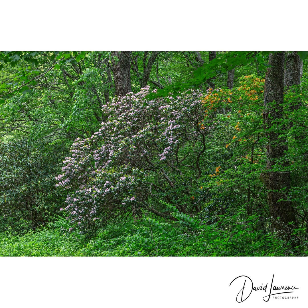 Craggy Gardens Mountain Laurel & Fire Azaleas – NC Parkway Photography ...