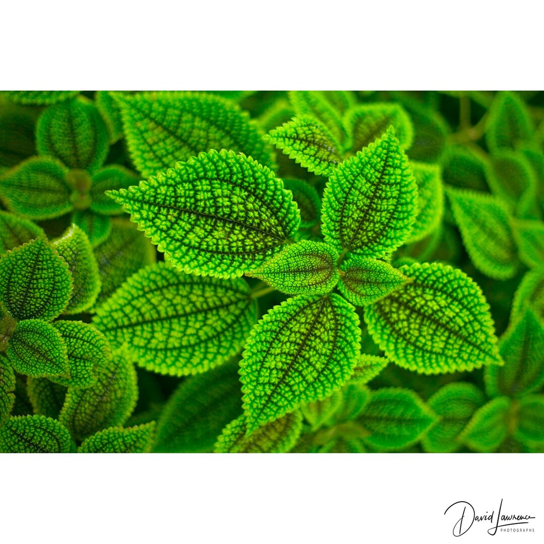 Close-up of the Friendship Plant (pilea Involucrata) : Vibrant Green ...