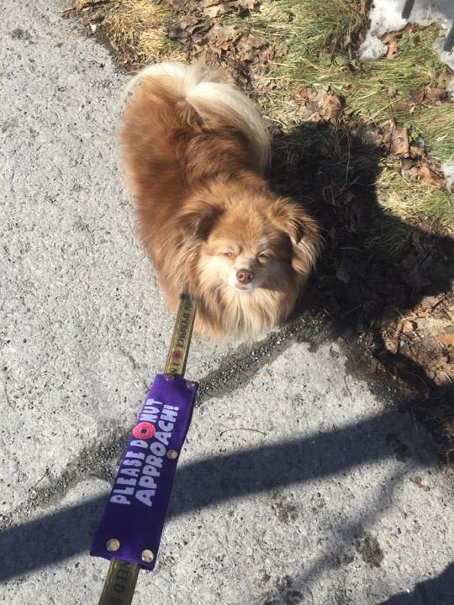 Give Me Space: I'm Bigger on the Inside -leash Wrap Sleeve - Etsy