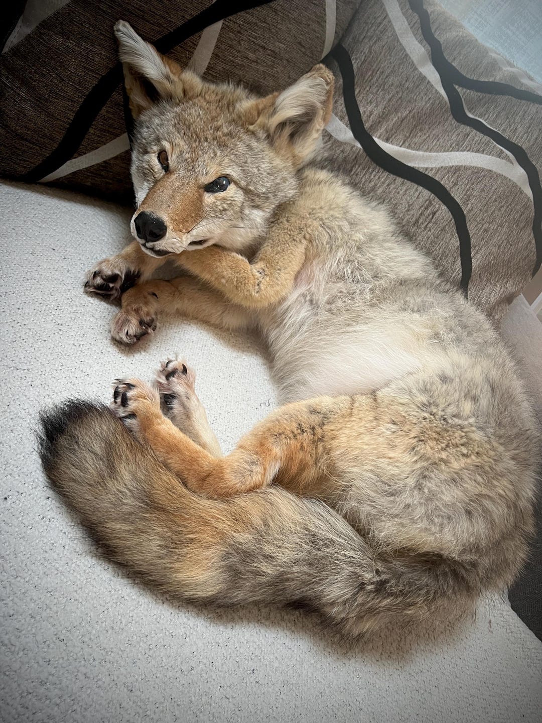 Soft Mount Taxidermy Commissions! ||READ DESCRIPTION|| - Etsy