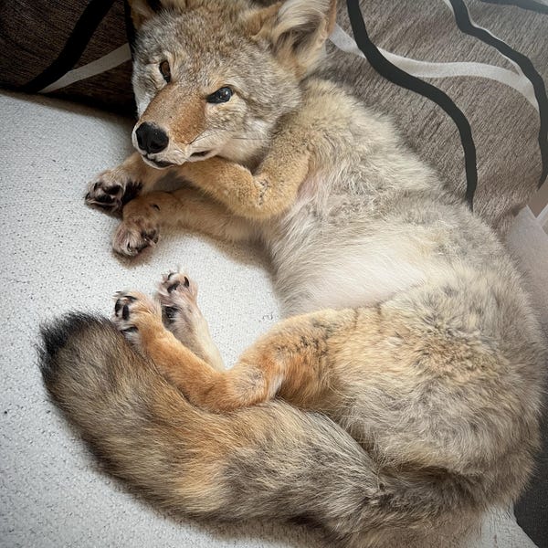 Soft Mount Taxidermy - Etsy