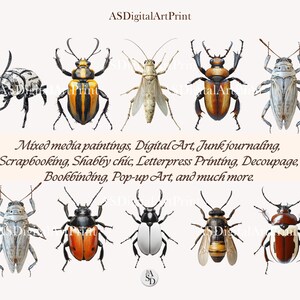Insects & Beetles Collection - Clipart, Realistic Beetles, Entomology ...
