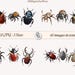 Realistic Insects & Beetles Clipart: 40 PNG Designs (digital Download ...