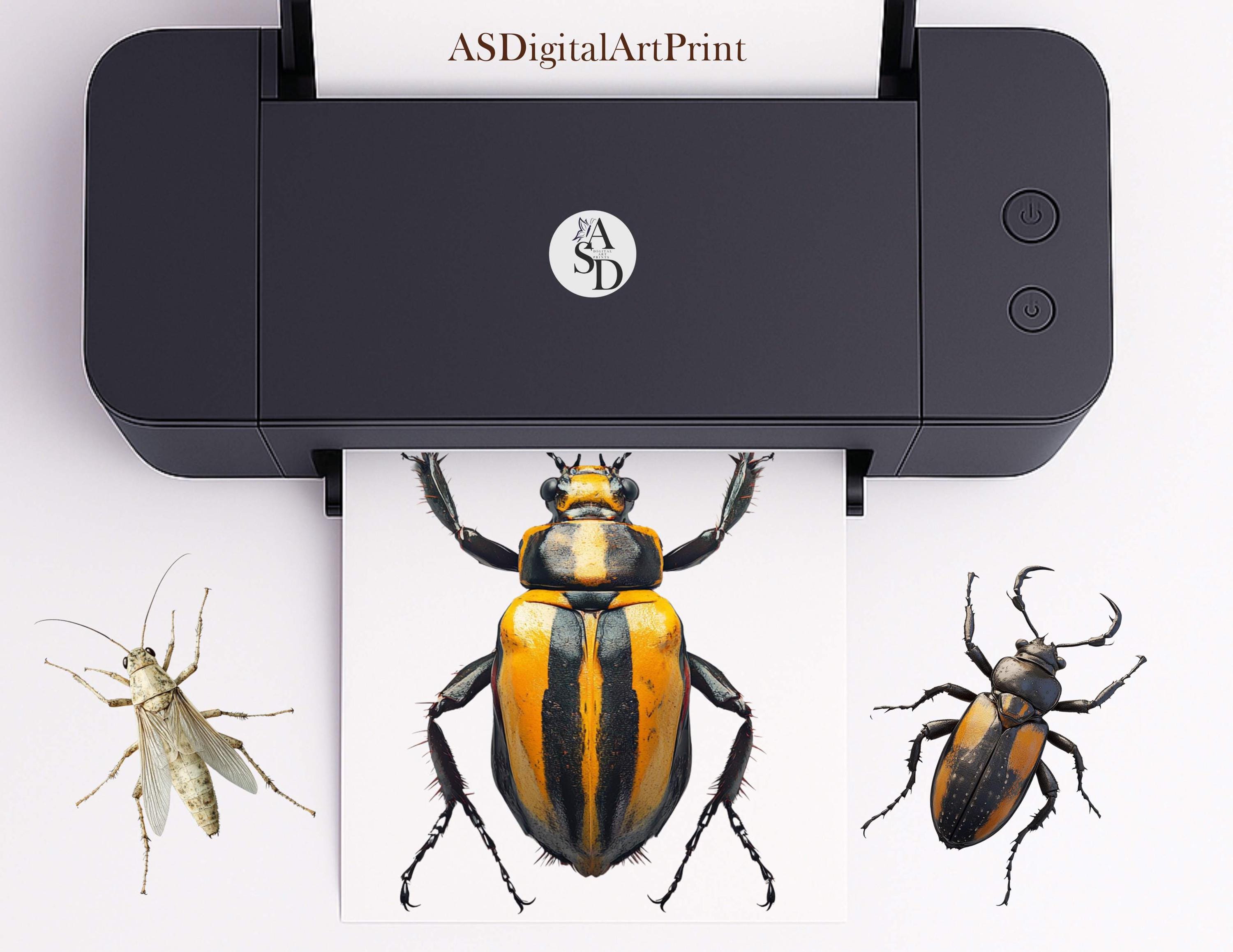 Insects & Beetles Collection - Clipart, Realistic Beetles, Entomology ...