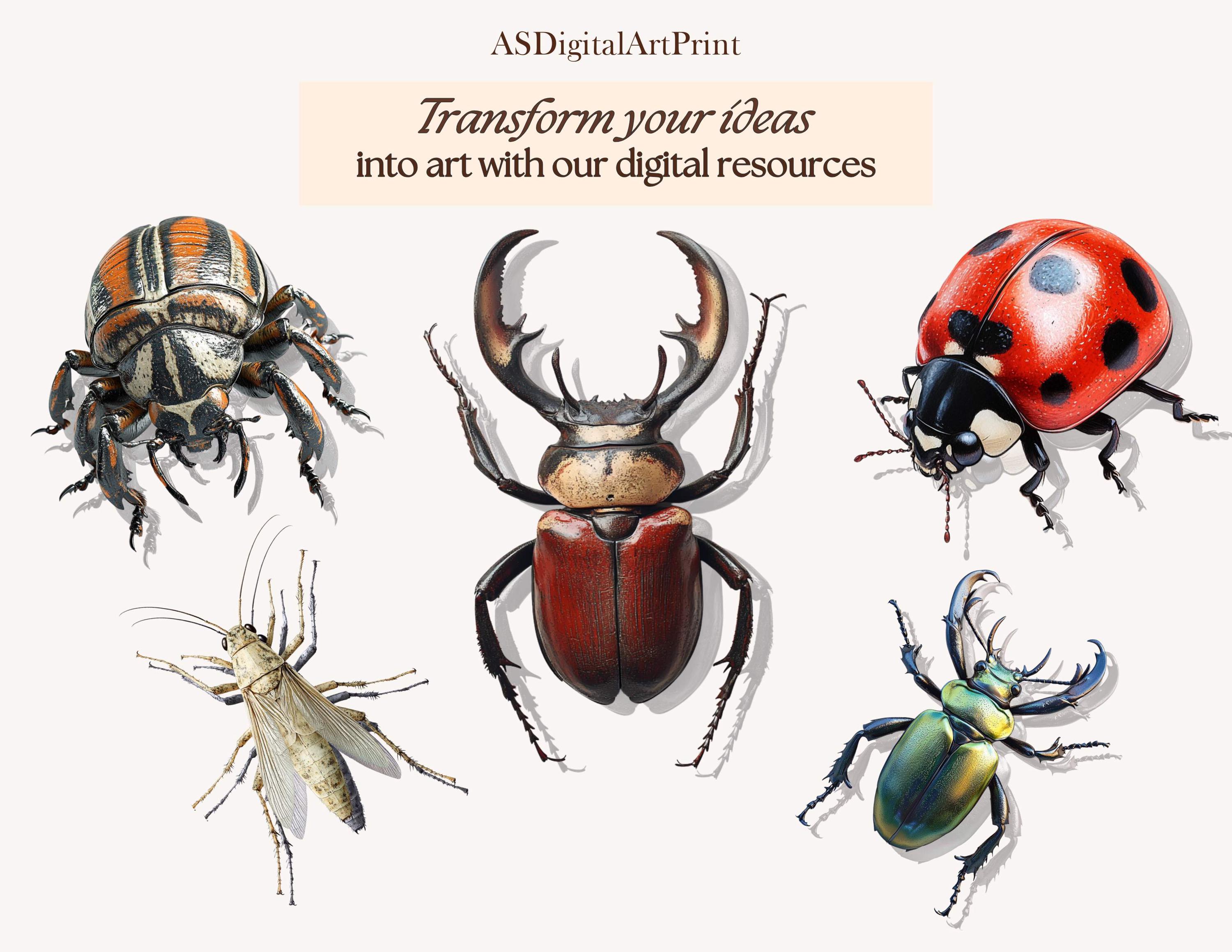 Insects & Beetles Collection - Clipart, Realistic Beetles, Entomology ...