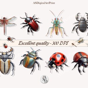 Insects & Beetles Collection - Clipart, Realistic Beetles, Entomology ...
