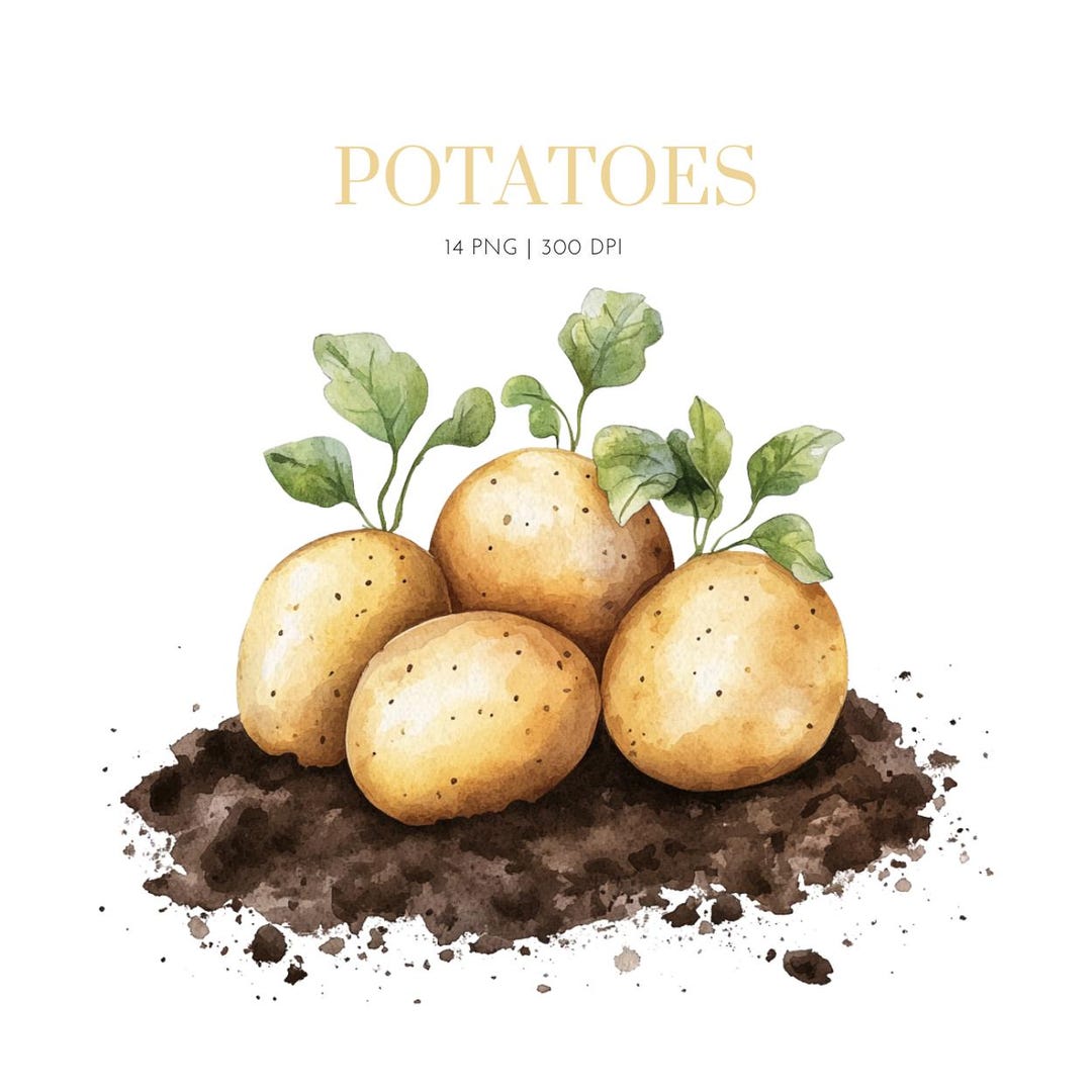 Watercolor Potato Clipart Vegetable Clipart, Potato Clipart Png, Potato ...