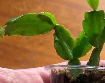 True Christmas Cactus - Etsy