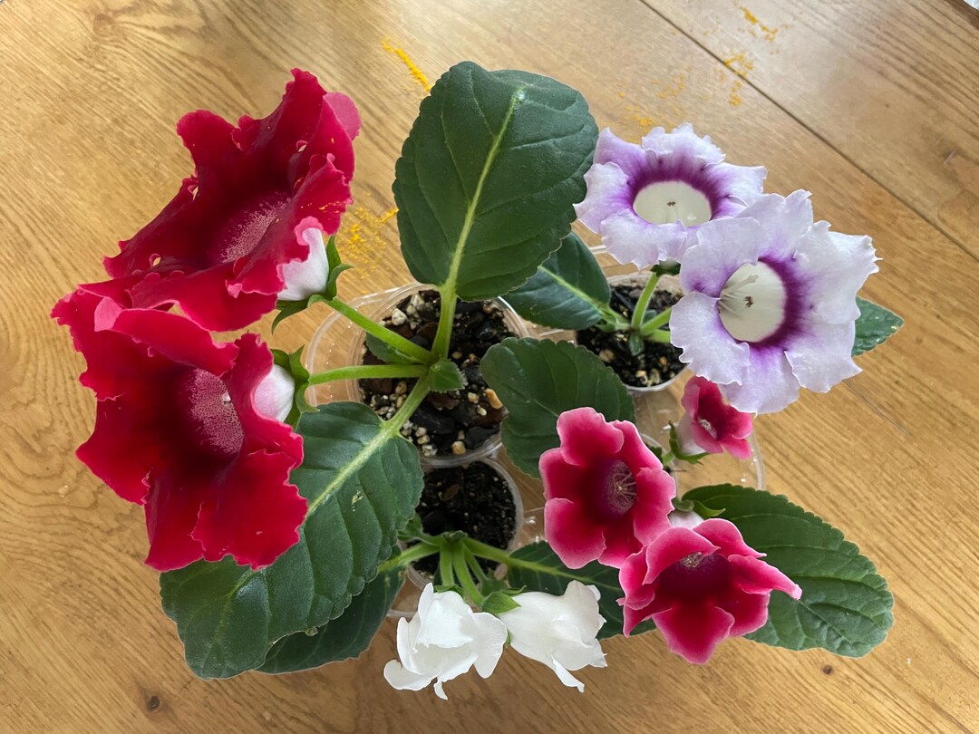 Gloxinia Plant Starter - Assorted Colors - Etsy