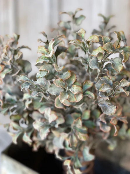 15" Splendid Sedum Bush - Etsy