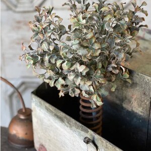 15" Splendid Sedum Bush - Etsy