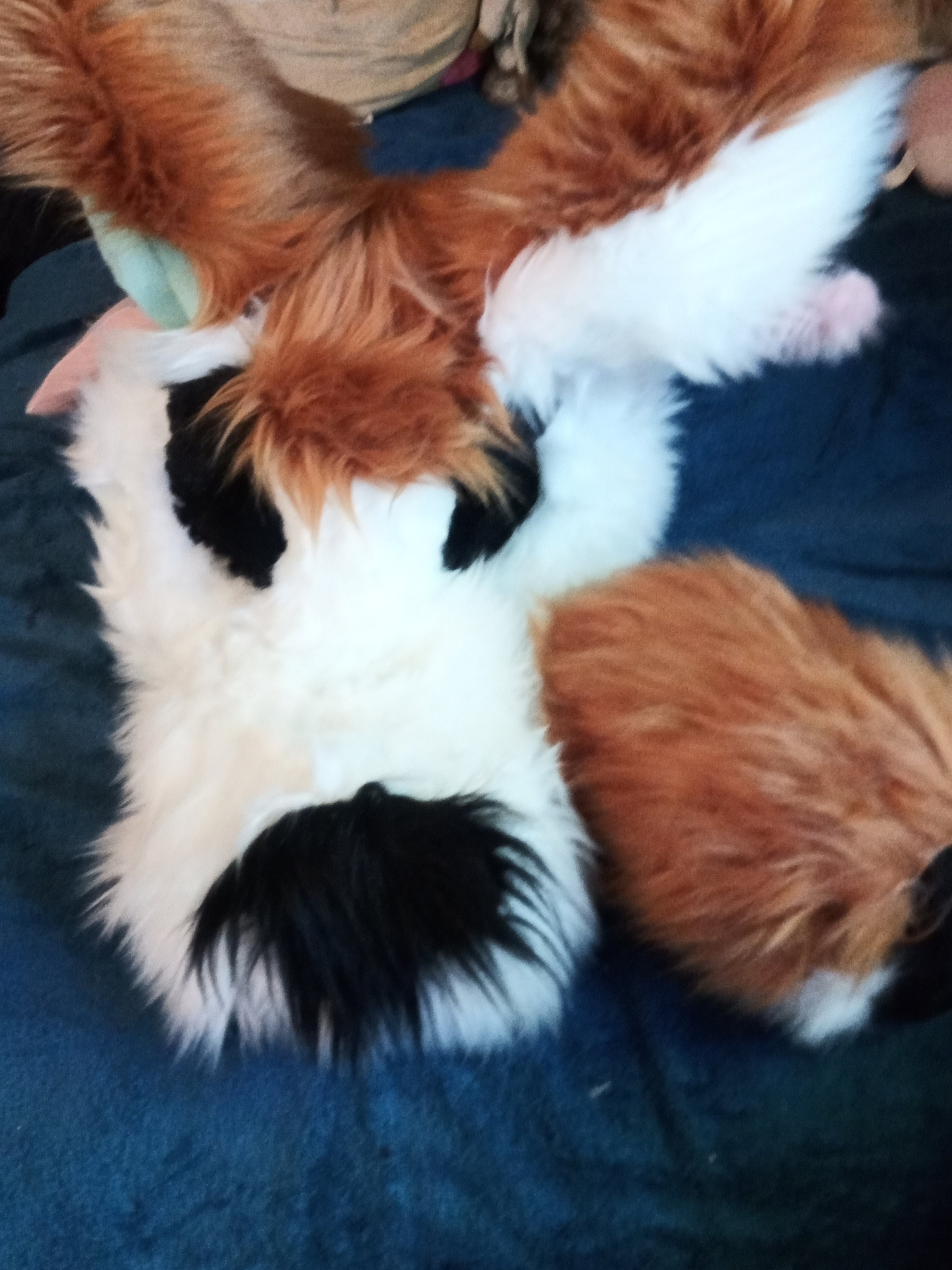 Cheap Fursuit Head - Etsy