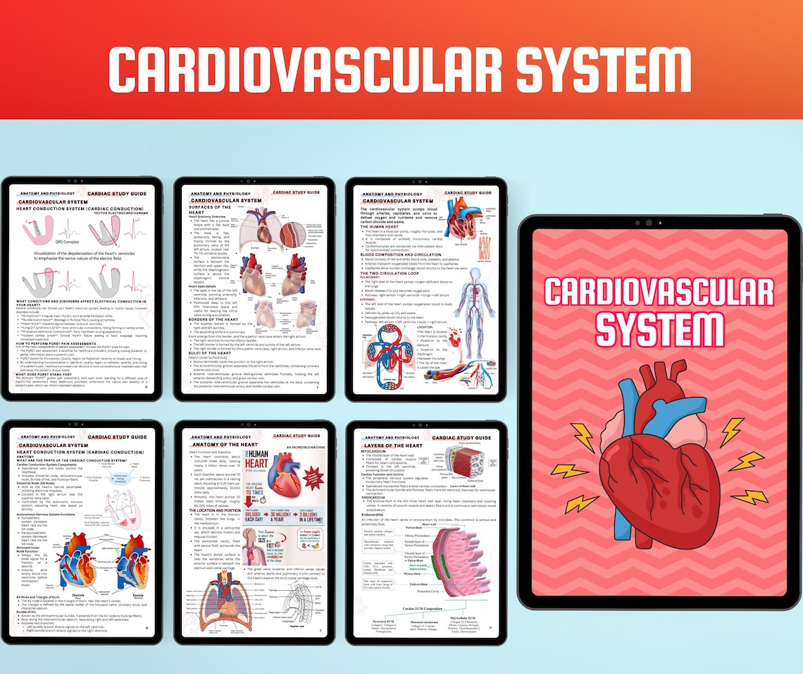 Cardiovascular System Study Guide Bundle | Heart Anatomy & Cardiac ...
