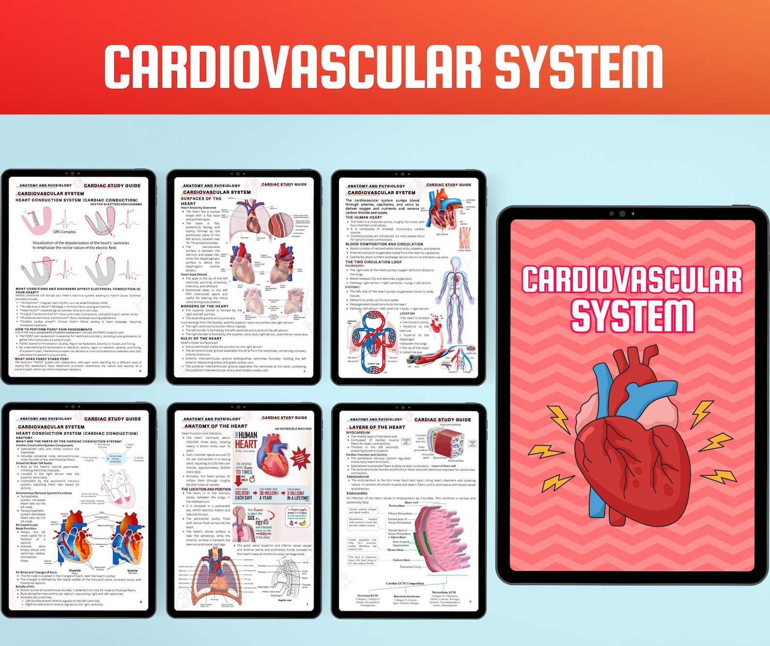 Cardiovascular System Study Guide Bundle | Heart Anatomy & Cardiac ...