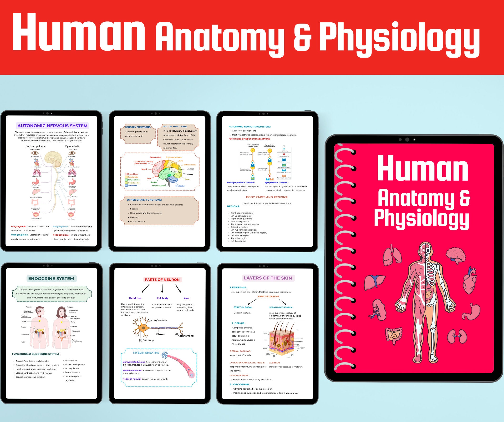 Human Anatomy and Physiology Bundle, Anatomy & Physiology Study Guide ...