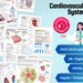 Cardiovascular System Study Guide Bundle | Heart Anatomy & Cardiac ...