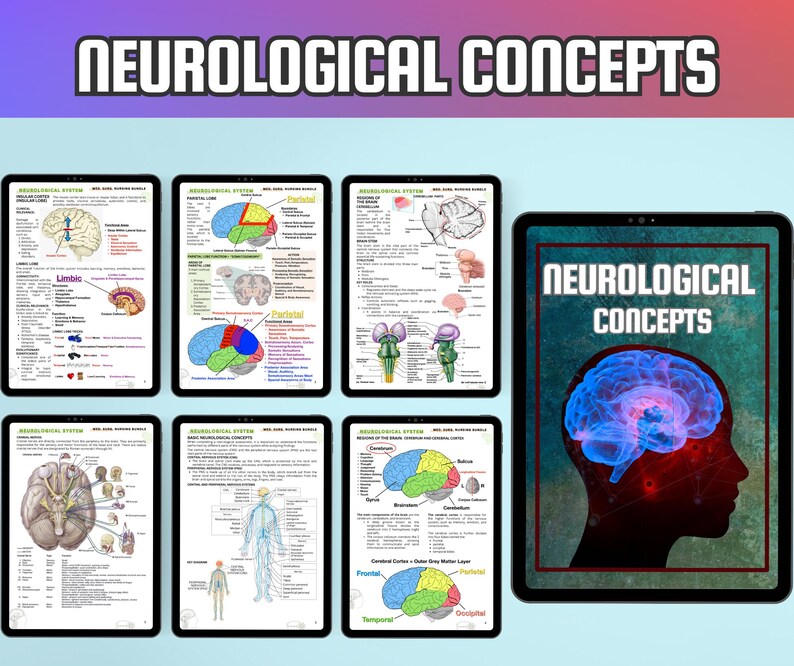 Neurological System Study Guide | Brain Anatomy, Disorders (digital PDF ...