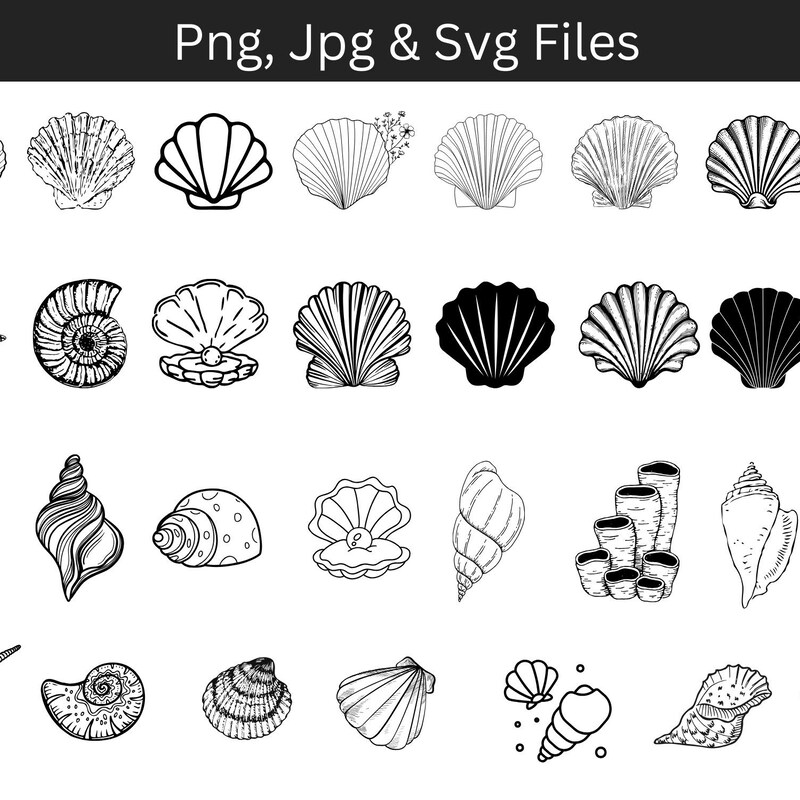 Sea Shell Svg - Etsy