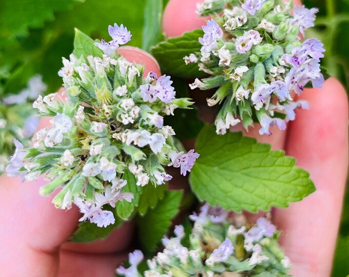 Whole Catnip Buds, Highly Scented, Fresh, Organic, Fertilizer Free ...