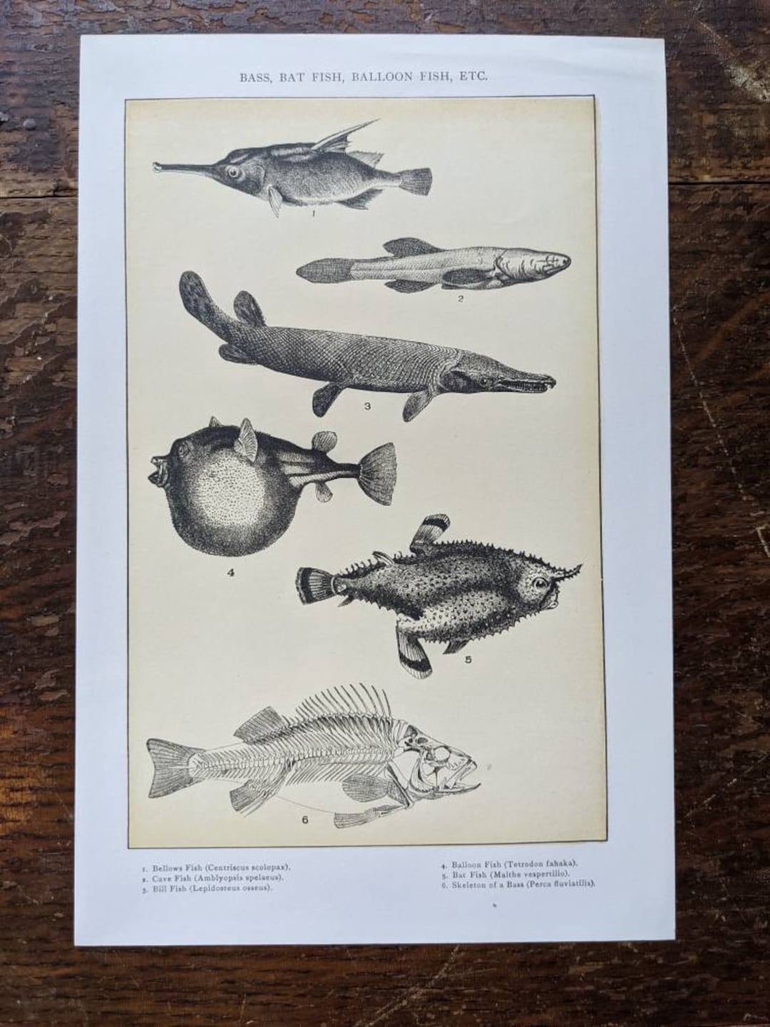 Fish Oddities Scientific Drawing 7 X 10 Inch - Etsy