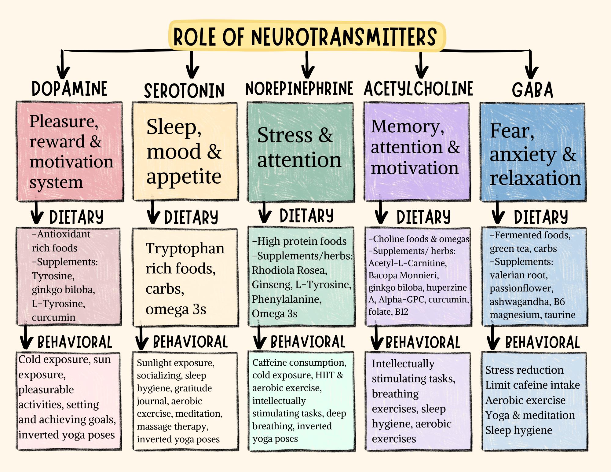 Neurotransmitters Chart: Your Guide to Brain Chemistry - Counseling ...