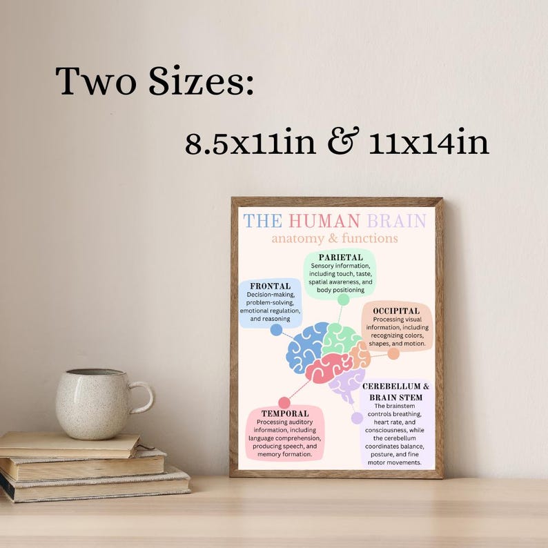 The Human Brain Anatomy & Functions - Digital Print - Counseling Tool ...