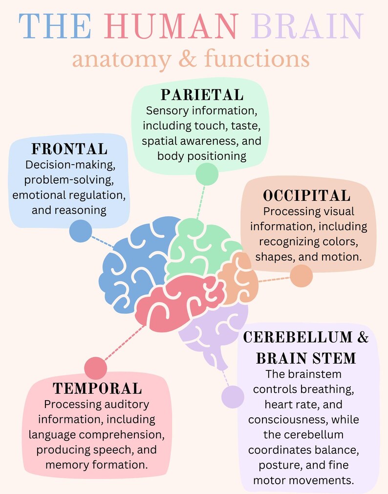 The Human Brain Anatomy & Functions - Digital Print - Counseling Tool ...