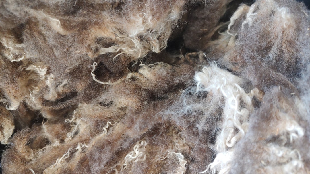 Raw Shetland Sheep Wool - Etsy
