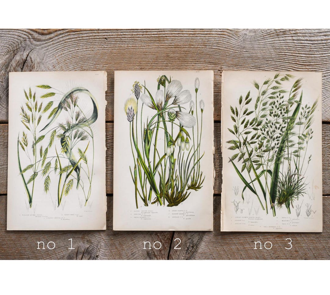 Antique Botanical Book Plate Prints Featuring Wild Grasses, Spring ...