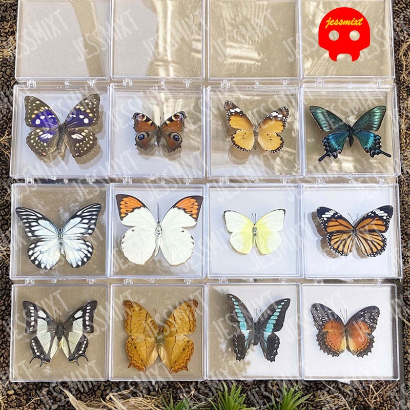 Dried Butterflies - Etsy