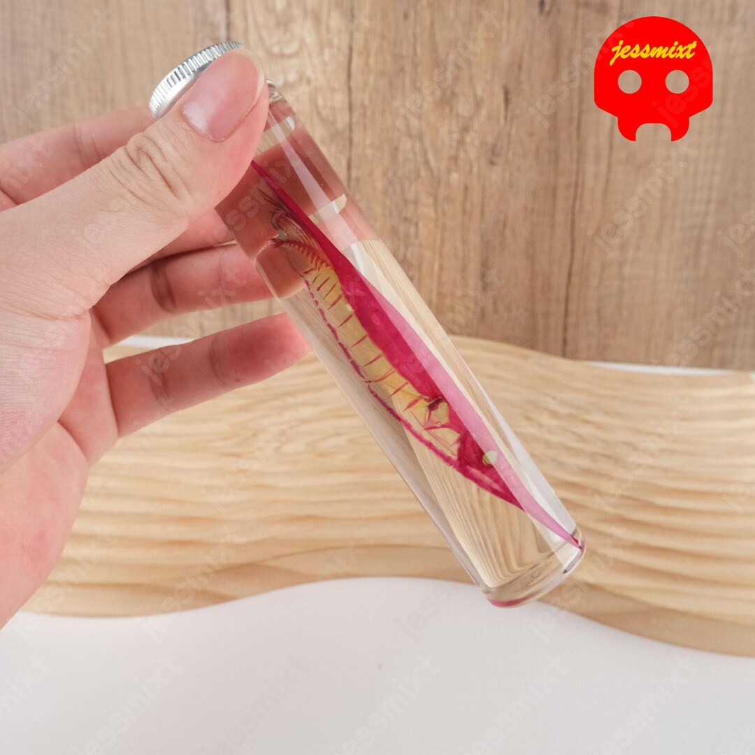 Real Fish Dye Wet Specimen, Transparent Stained Fish Skeleton Specimen ...