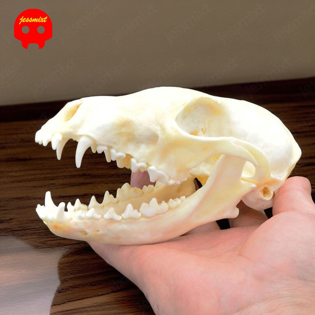Real Fox Skull Specimen, Real Animal Skull Bone Insect, Skull Decor ...