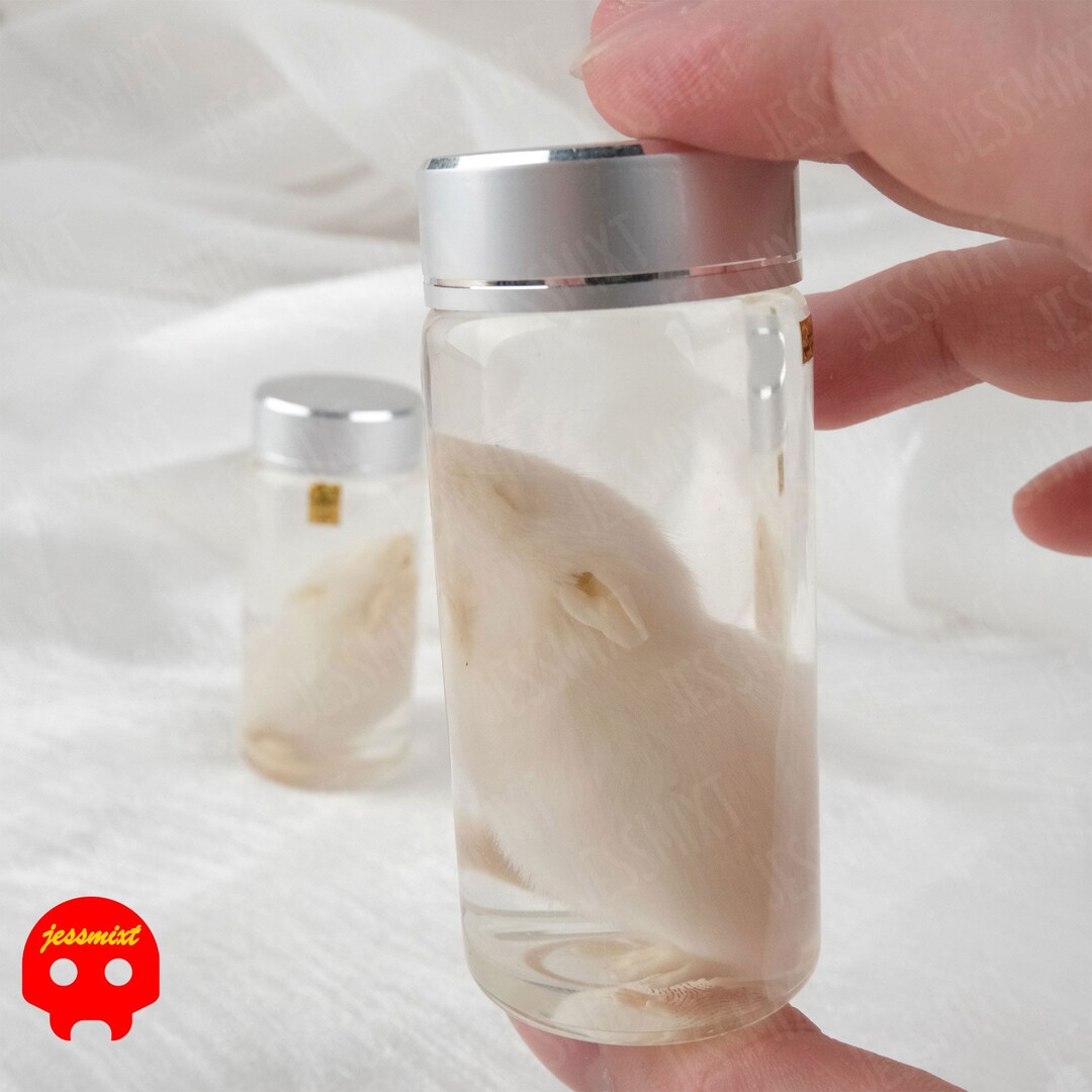 Real Mouse Wet Specimen, White Mouse Soaked Specimen, Real Jar Filled ...