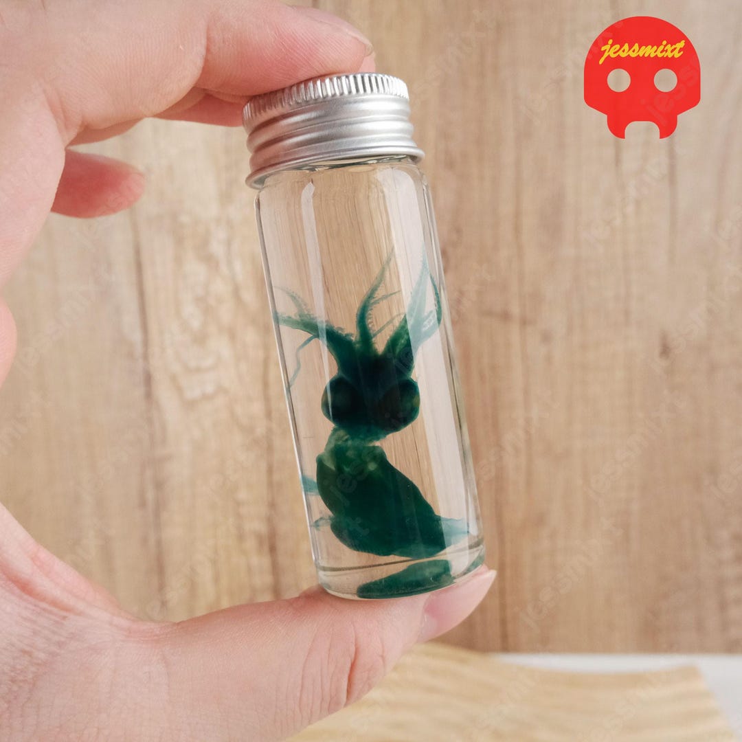 Real Squid Dye Wet Specimen, Transparent Stained Squid Skeleton ...