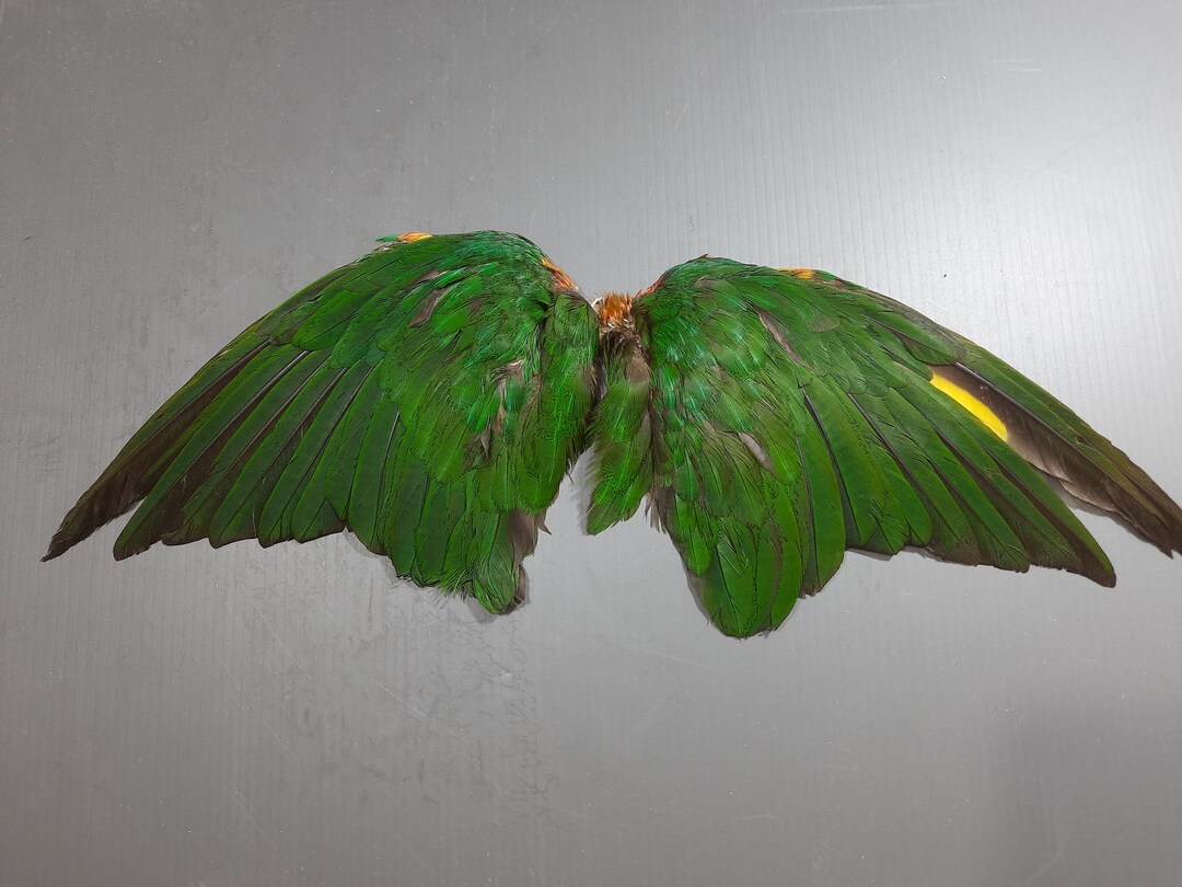 Beautiful Bird Taxidermy Yellow-streaked Lory Wings Unmounted Nice ...