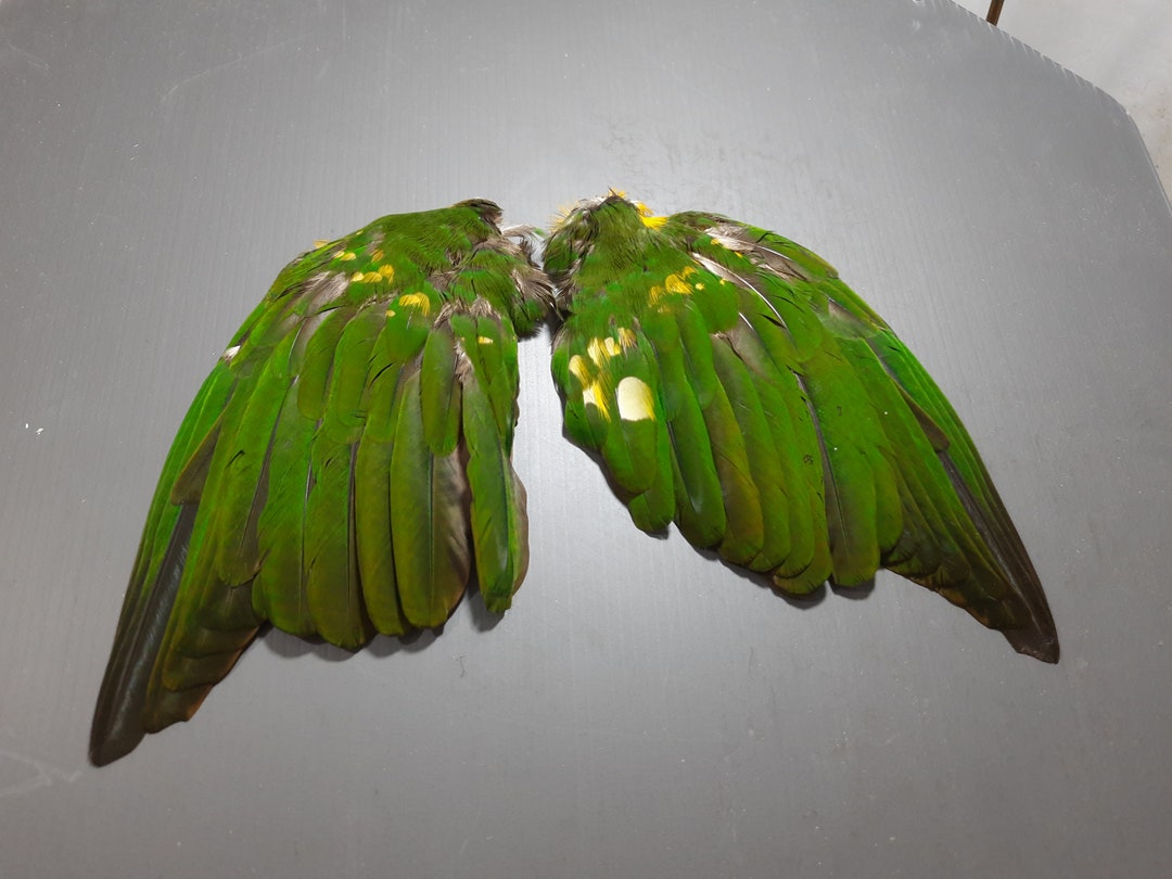 Beautiful Bird Taxidermy Wompoo Fruit Dove Wings Nice Plumage for Gift ...
