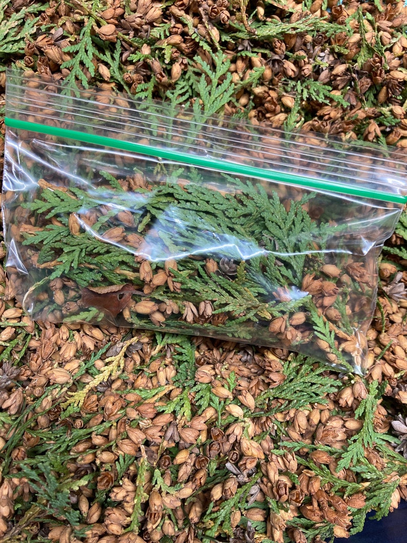 Northern White Cedar Cones and Leaves Dried Cedar White - Etsy