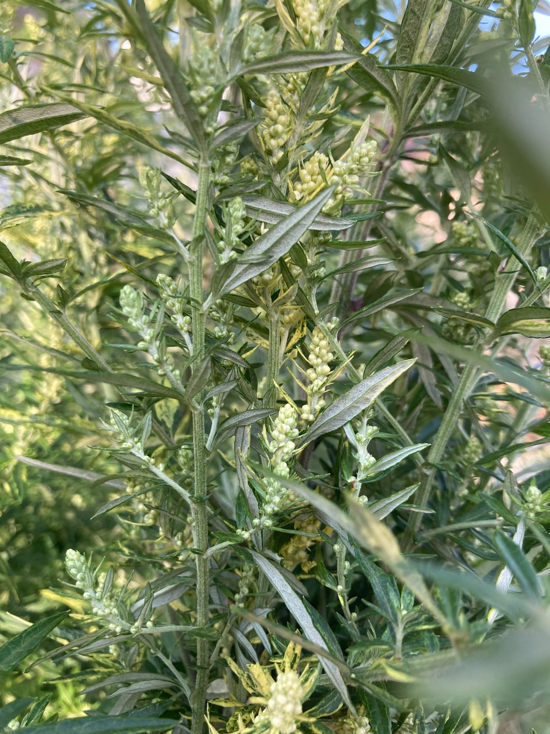 Home Grown Dried Mugwort Bundle, Mugwort Smoke Incense, Dry Mugwort ...