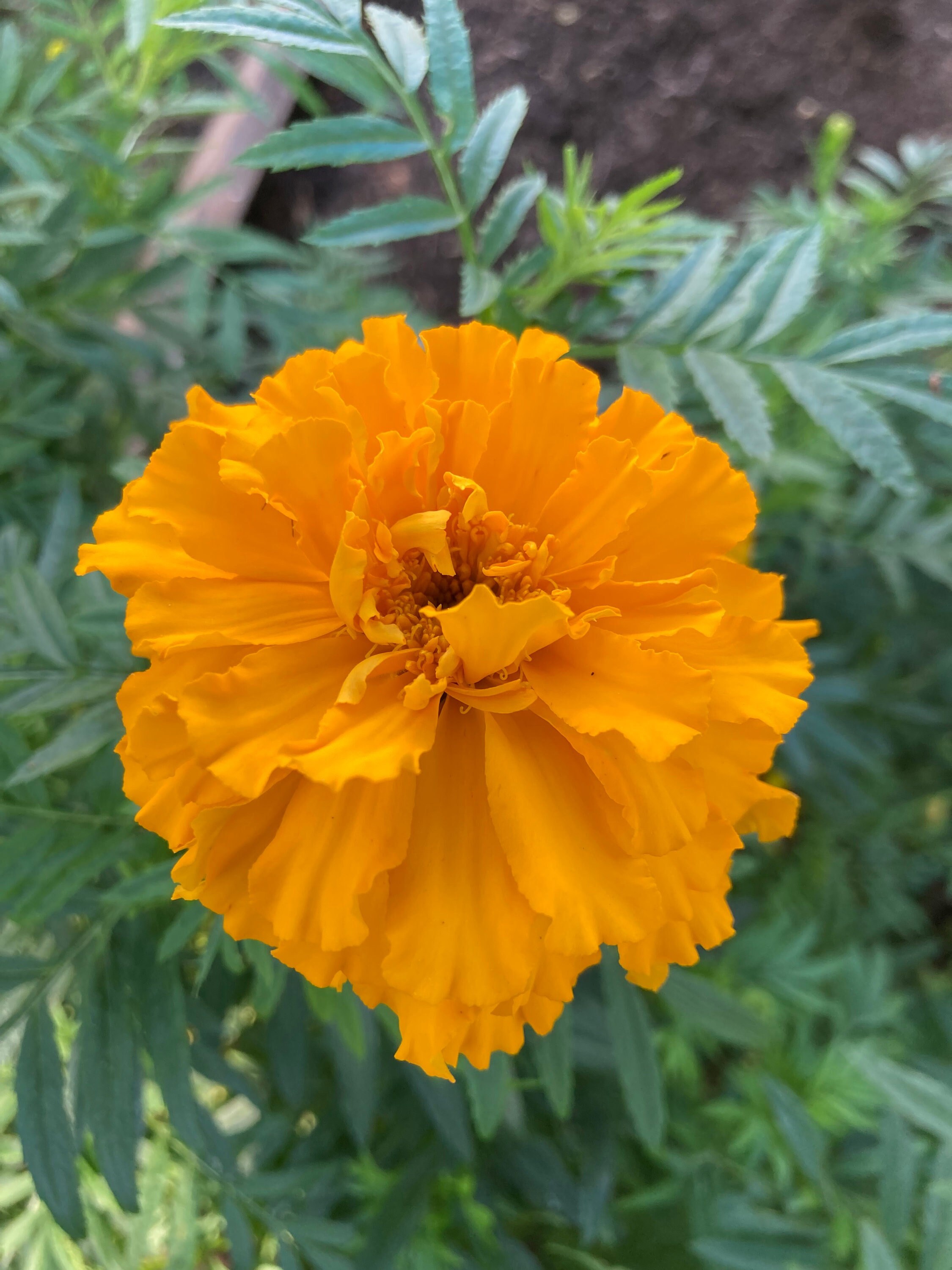 Yellow Marigold Garden