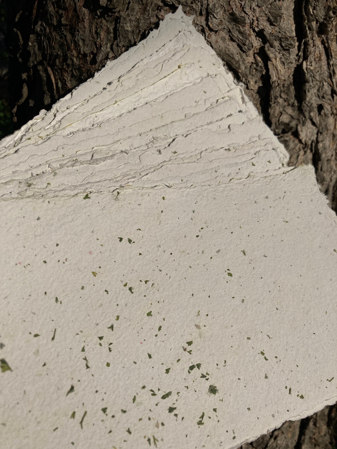 White Parsley Paper, Parsley Paper, Herb Paper, Recycled Paper ...