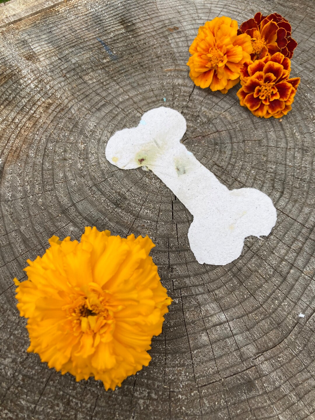 Plantable Bone Paper, Set of 5, Marigold Paper, Marigold Seeds ...