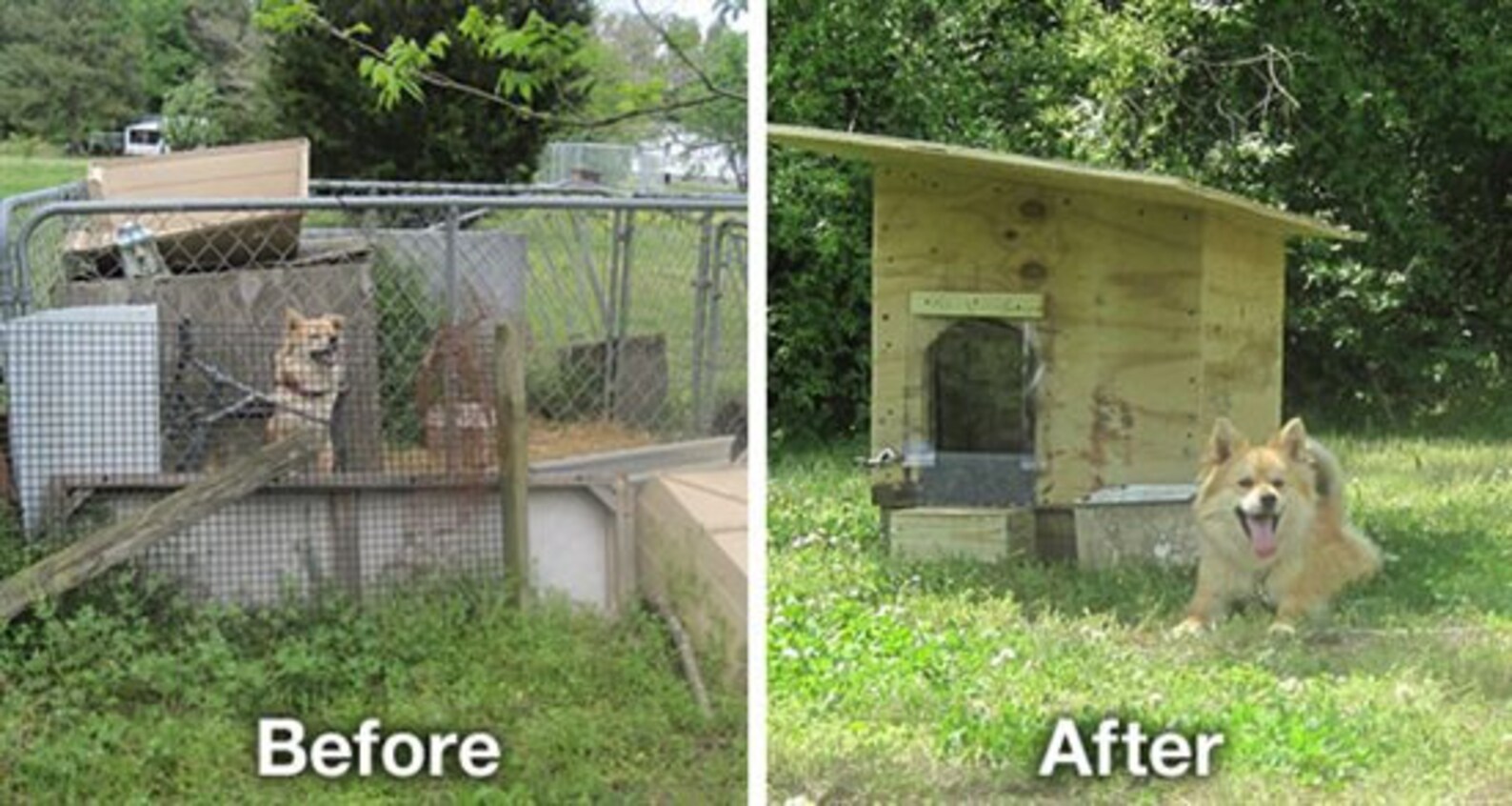 DOG HOUSE ~ by PETA for Dogs With No Home - Etsy