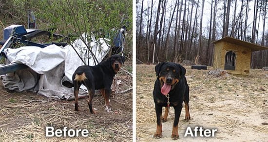 DOG HOUSE ~ by PETA for Dogs With No Home - Etsy