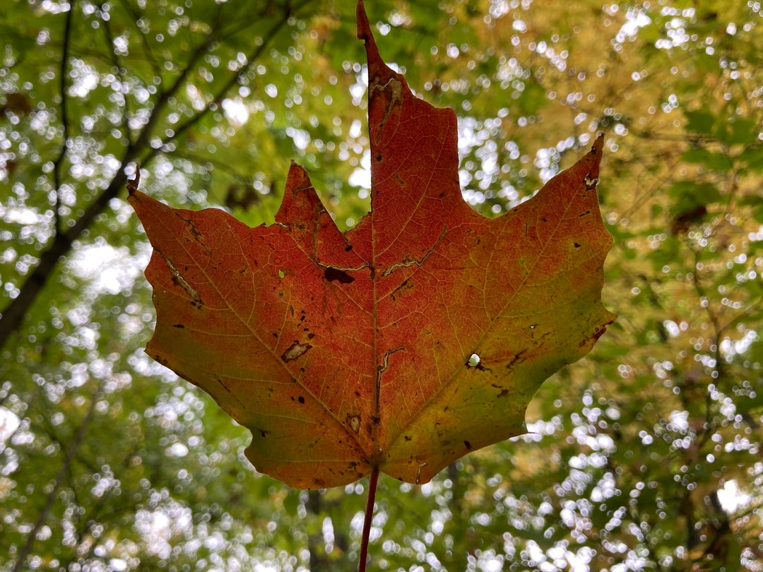 Broken Leaf downloadable Image - Etsy