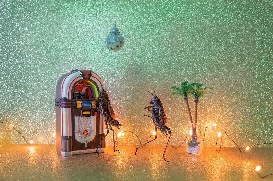 This is My Jam! Dancing Locust, Grasshopper Print - Etsy