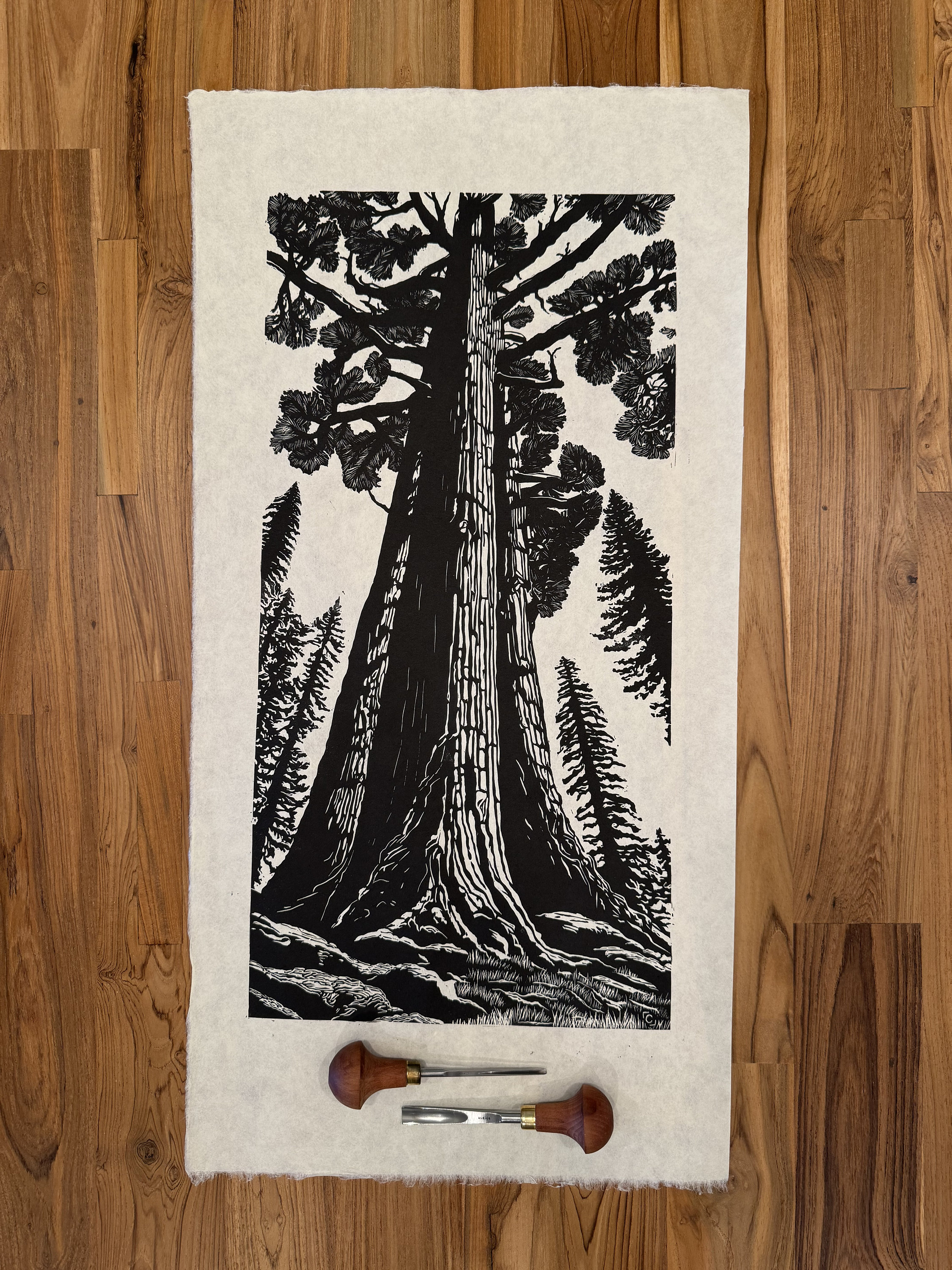 A Redwood Forest Giant, Linocut Tree Print - Etsy