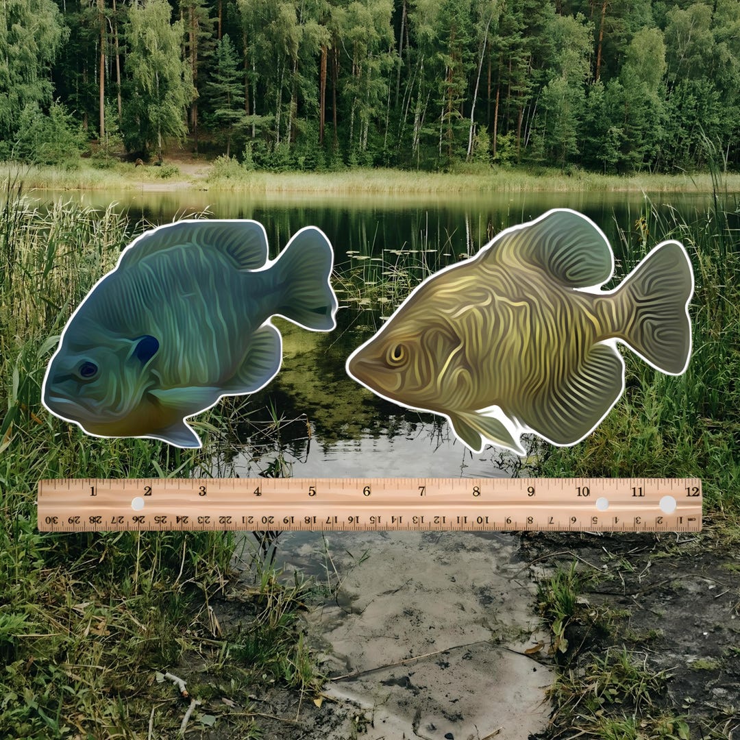 Fisherman Gift: Crappie and Bluegill Bumper Stickers Set of 2. - Etsy